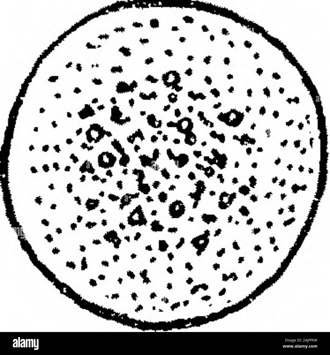 Flagellates Black and White Stock Photos & Images - Alamy