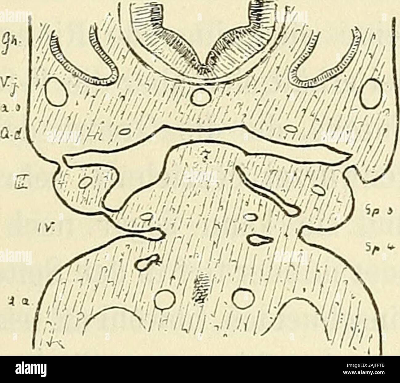 Valleculae hi-res stock photography and images - Alamy