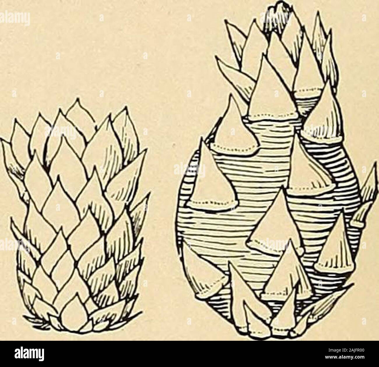 The Cactaceae : descriptions and illustrations of plants of the cactus ...