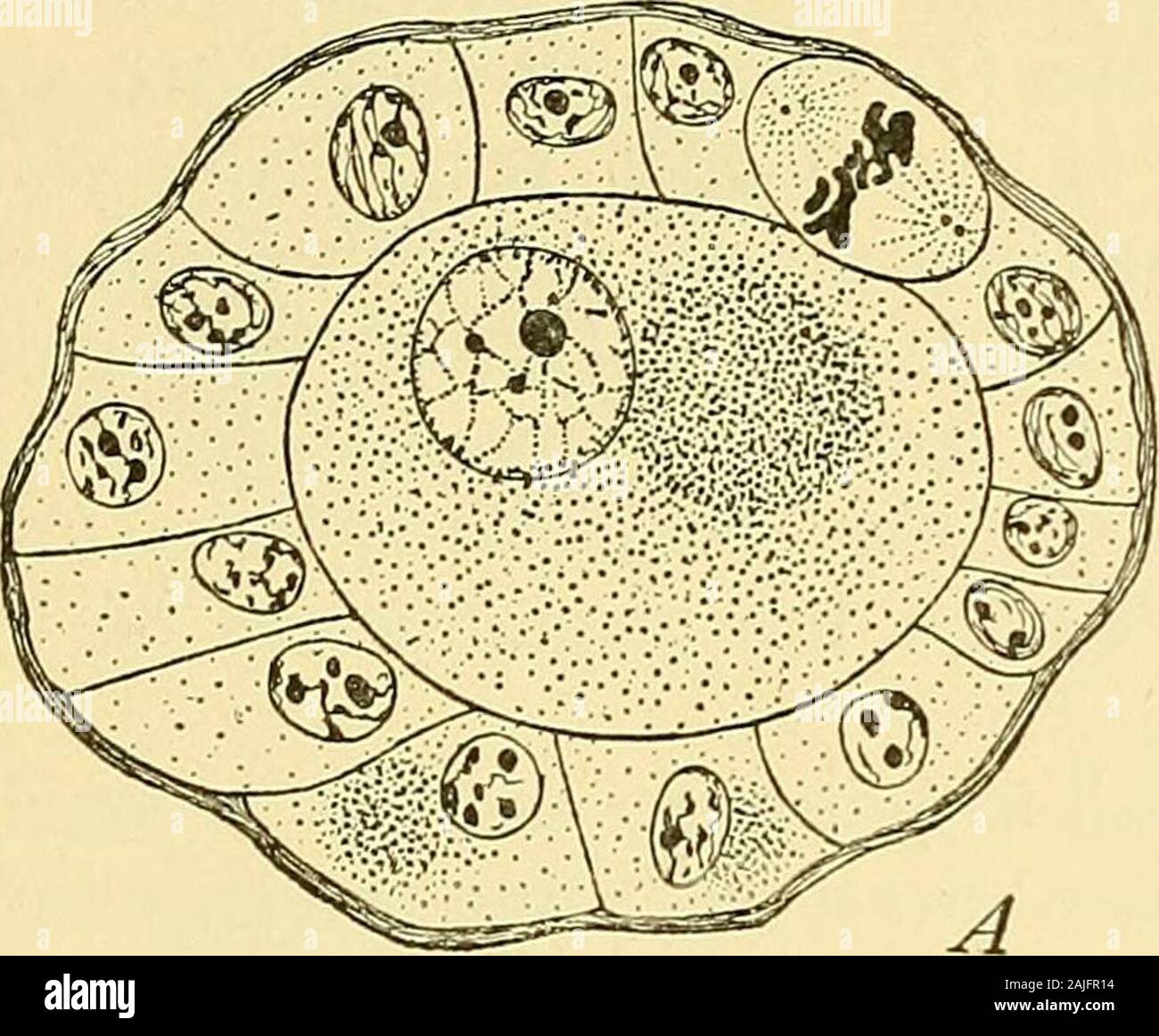 Zymogen granules hi-res stock photography and images - Alamy