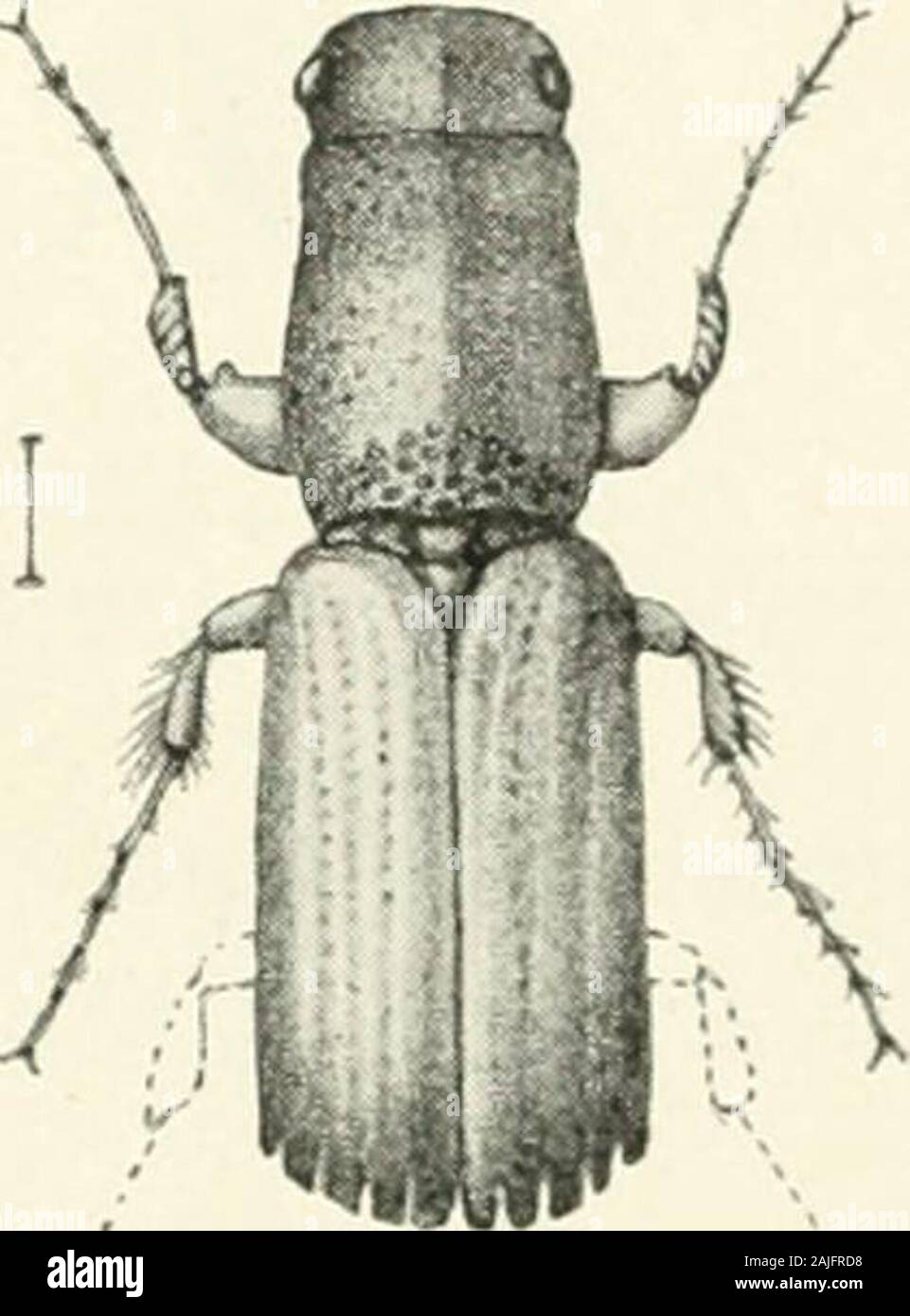 Indian forest insects of economic importance Coleoptera . ttacked.—Sal ...