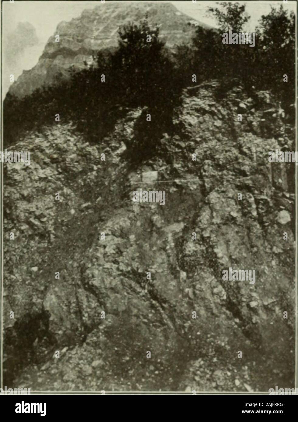 Transactions . , known as gumbo, which is sometimes sohard and tough as ...