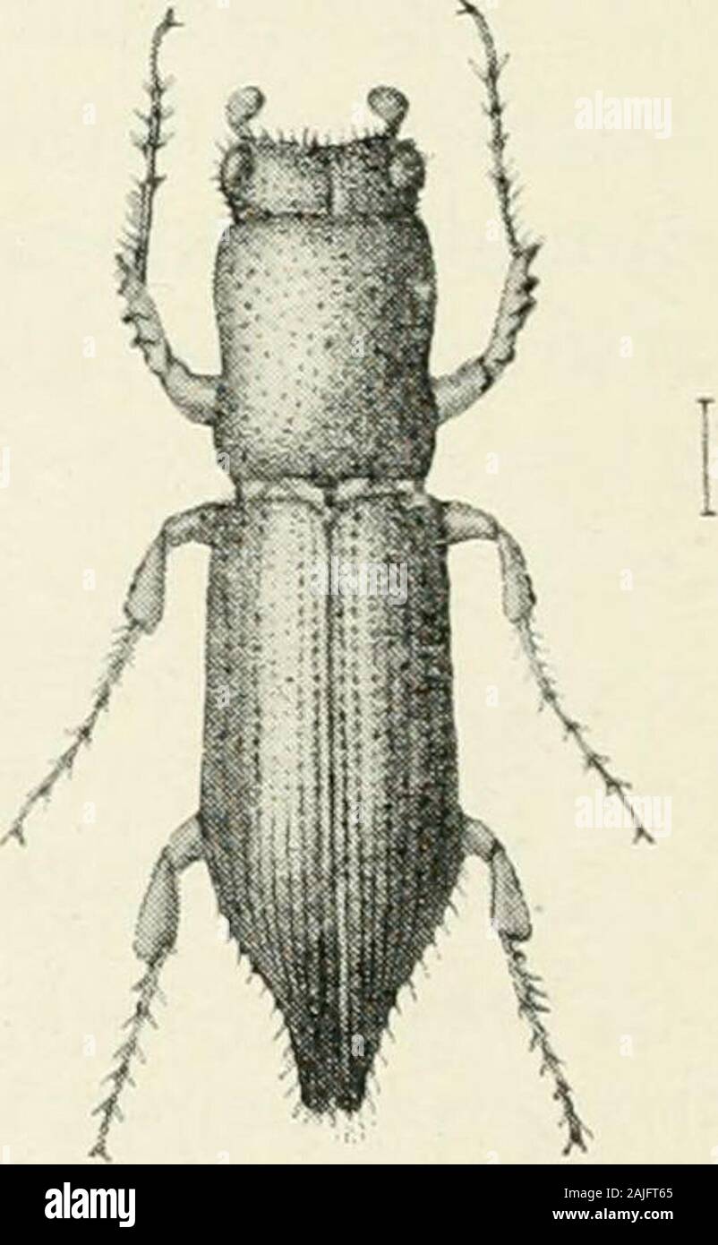 Indian forest insects of economic importance Coleoptera . portion, the ...