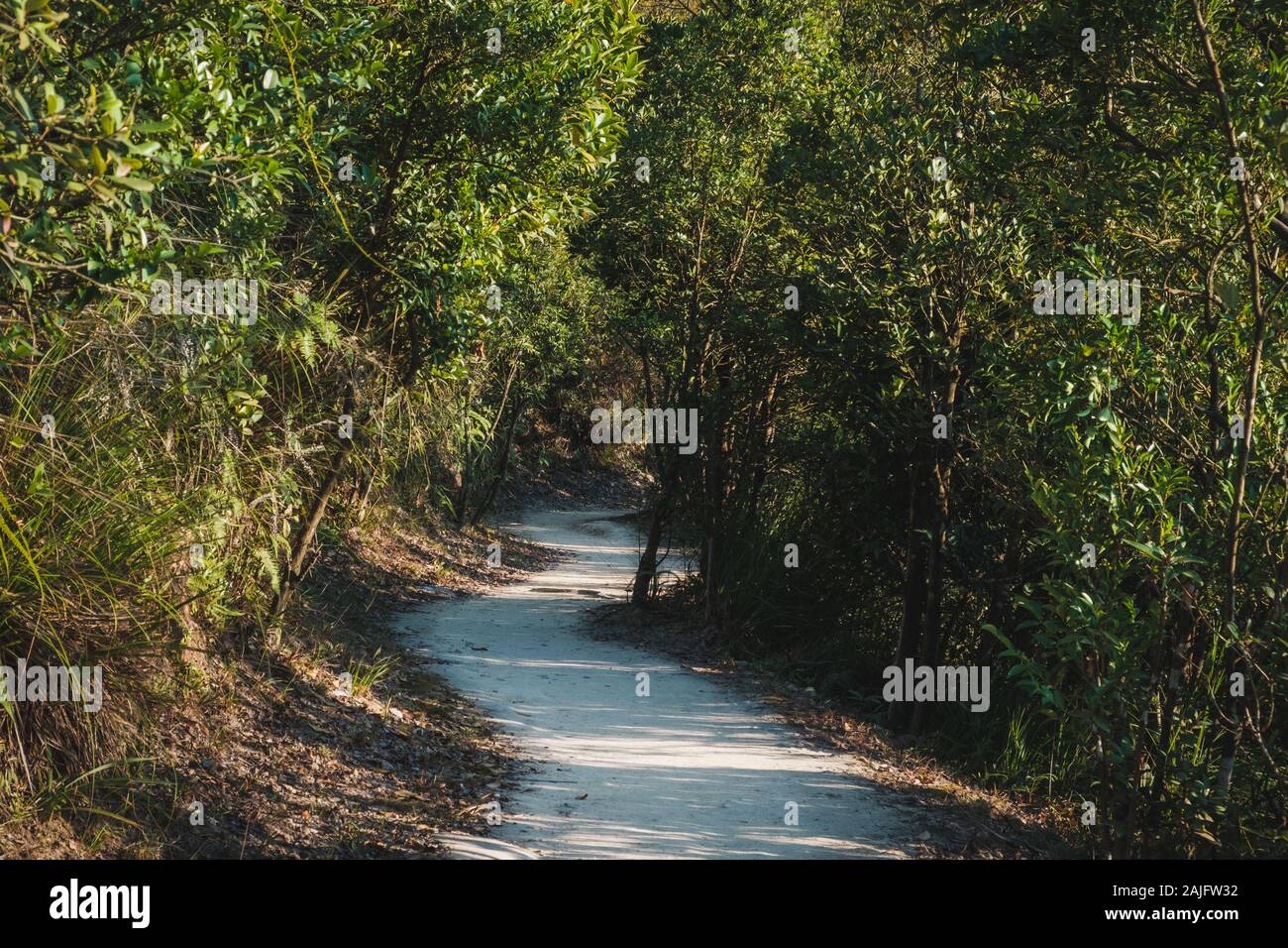 hiking path in forest, walkway through trees Stock Photo - Alamy