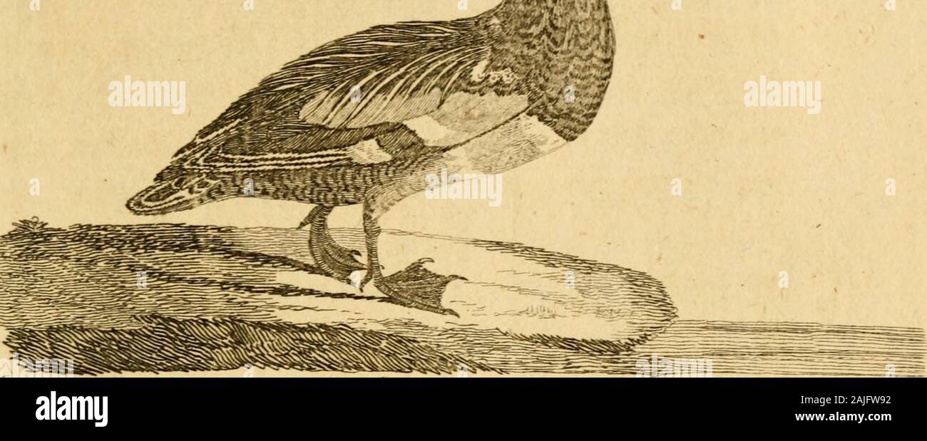 Garga hi-res stock photography and images - Alamy