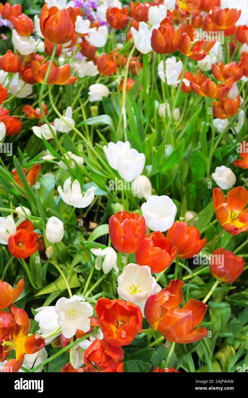 Colorful tulips extreme close hi-res stock photography and images - Alamy