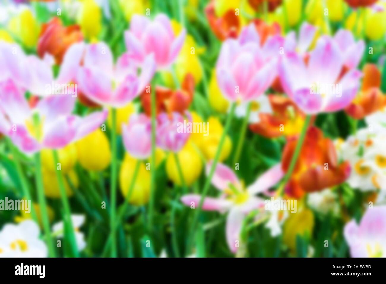 Abstract blurred Colorful tulips background Stock Photo - Alamy