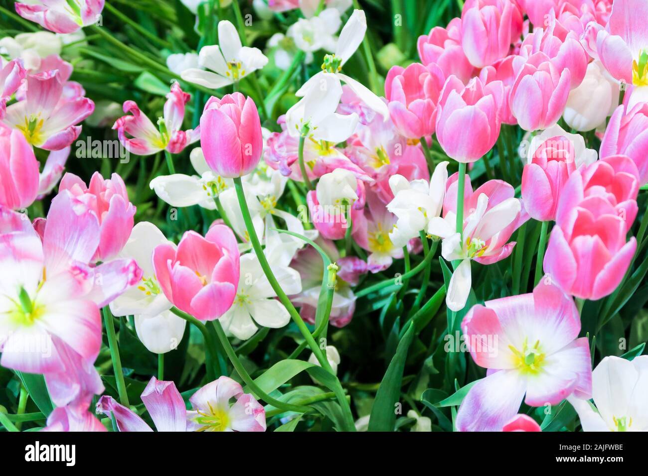 view of Colorful tulips background Stock Photo - Alamy
