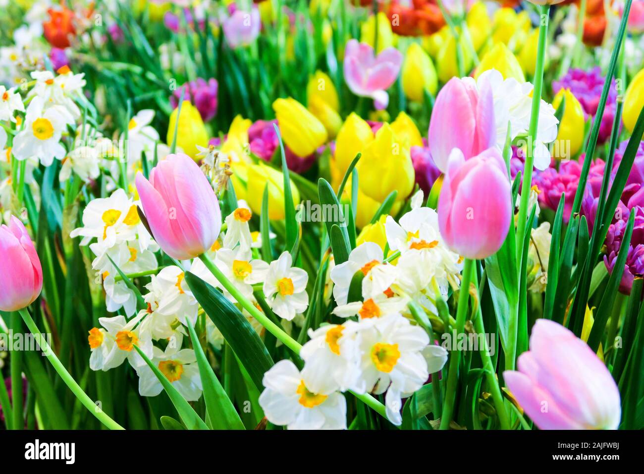 view of Colorful tulips background Stock Photo - Alamy