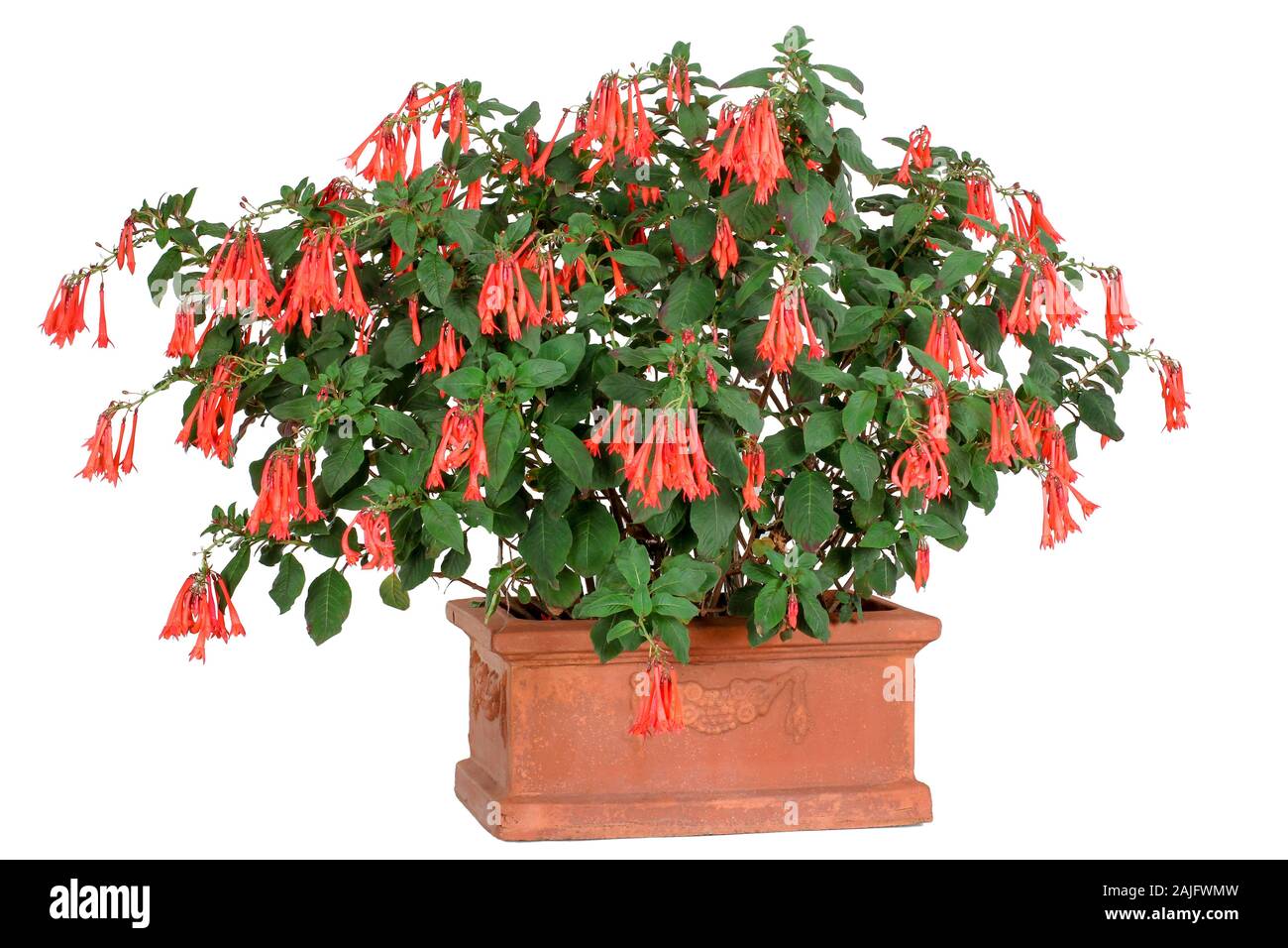 Onagroideae Cut Out Stock Images & Pictures - Alamy