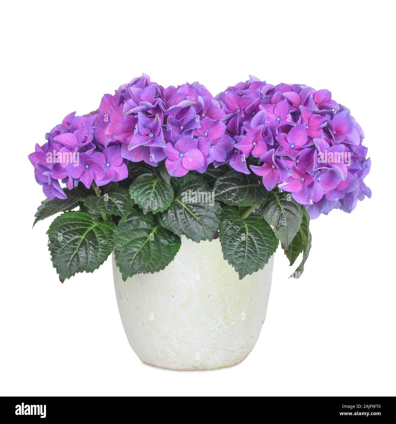 Violet flowering hydrangea in a flower pot Stock Photo - Alamy