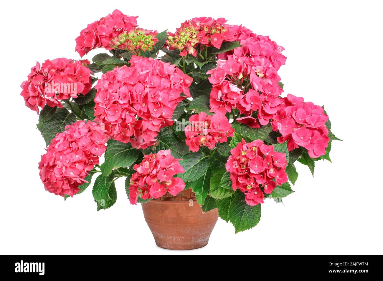 Bouquet hydrangea in flowerpot hi-res stock photography and images - Alamy
