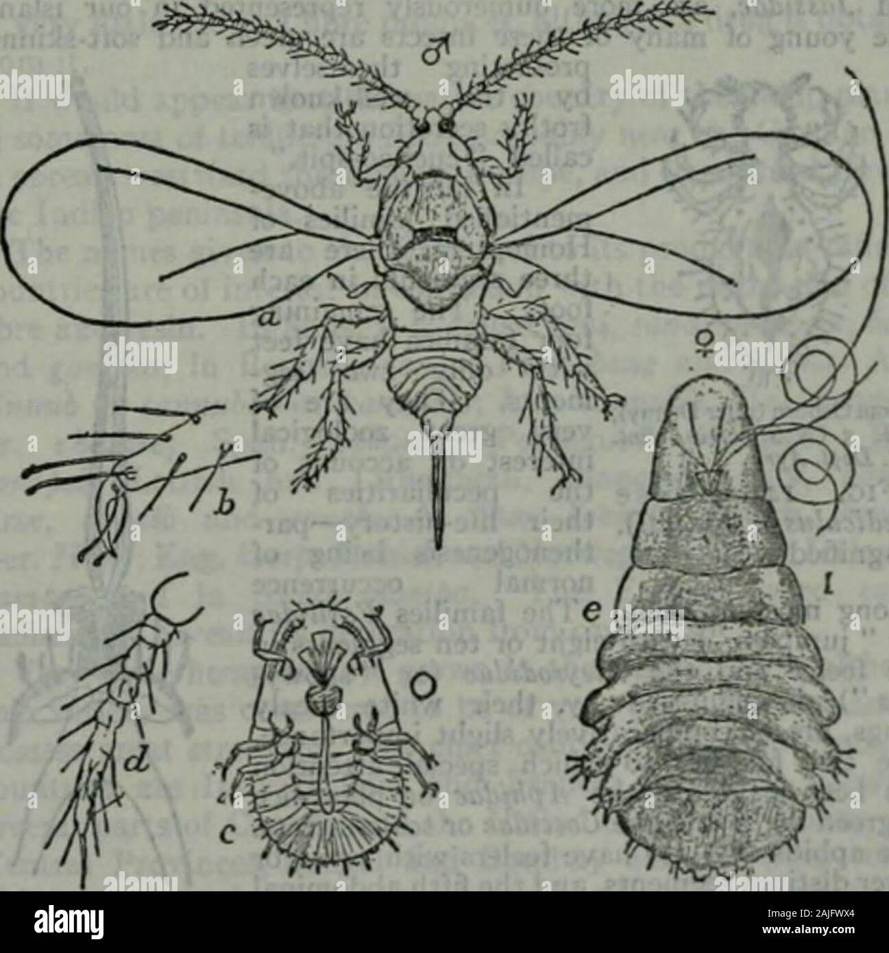 Cabbage aphid hi-res stock photography and images - Alamy