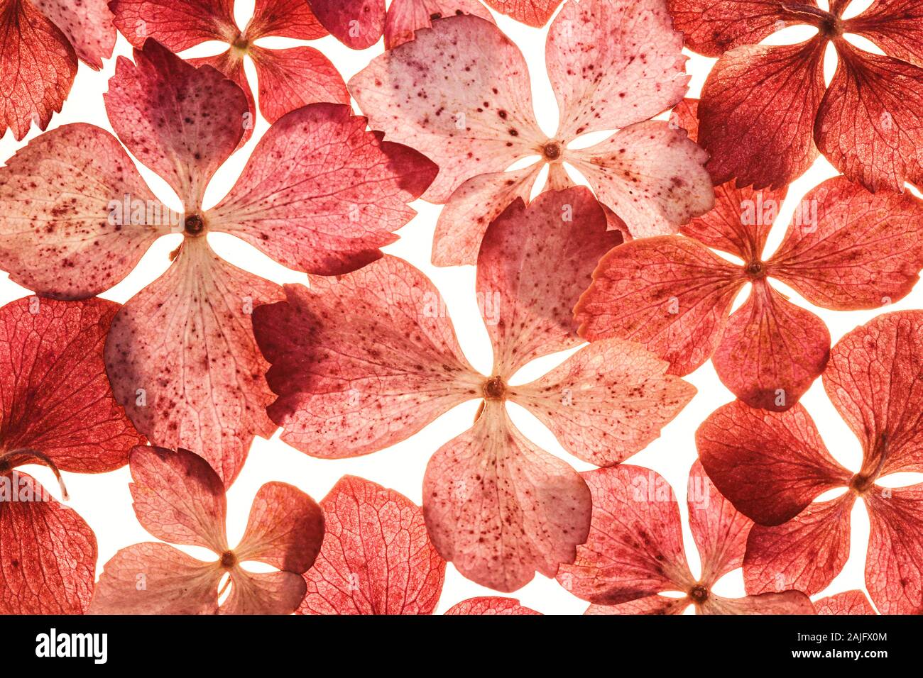 Hydrangea field hi-res stock photography and images - Alamy