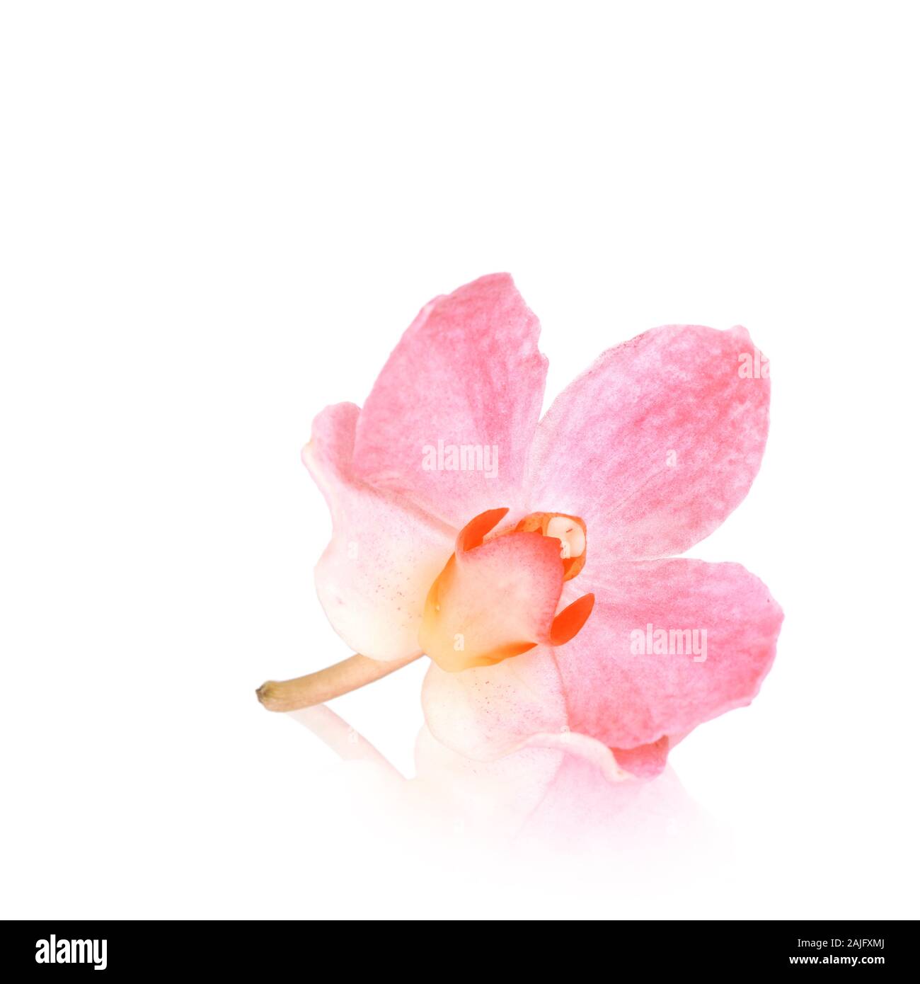 Single orchid hi-res stock photography and images - Alamy