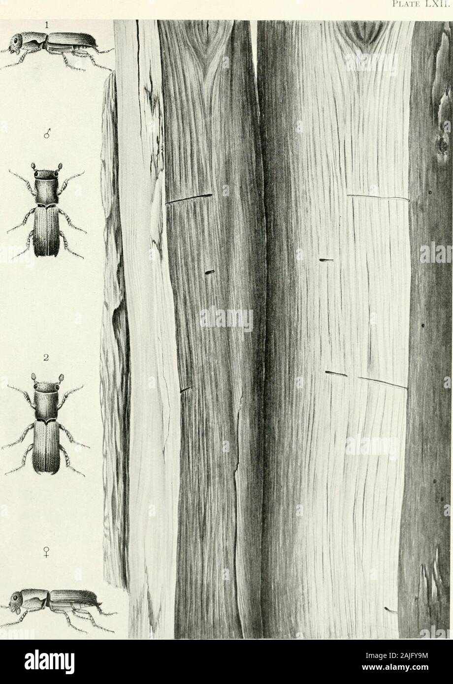 Unbarked Timber Stock Photos & Unbarked Timber Stock Images - Alamy