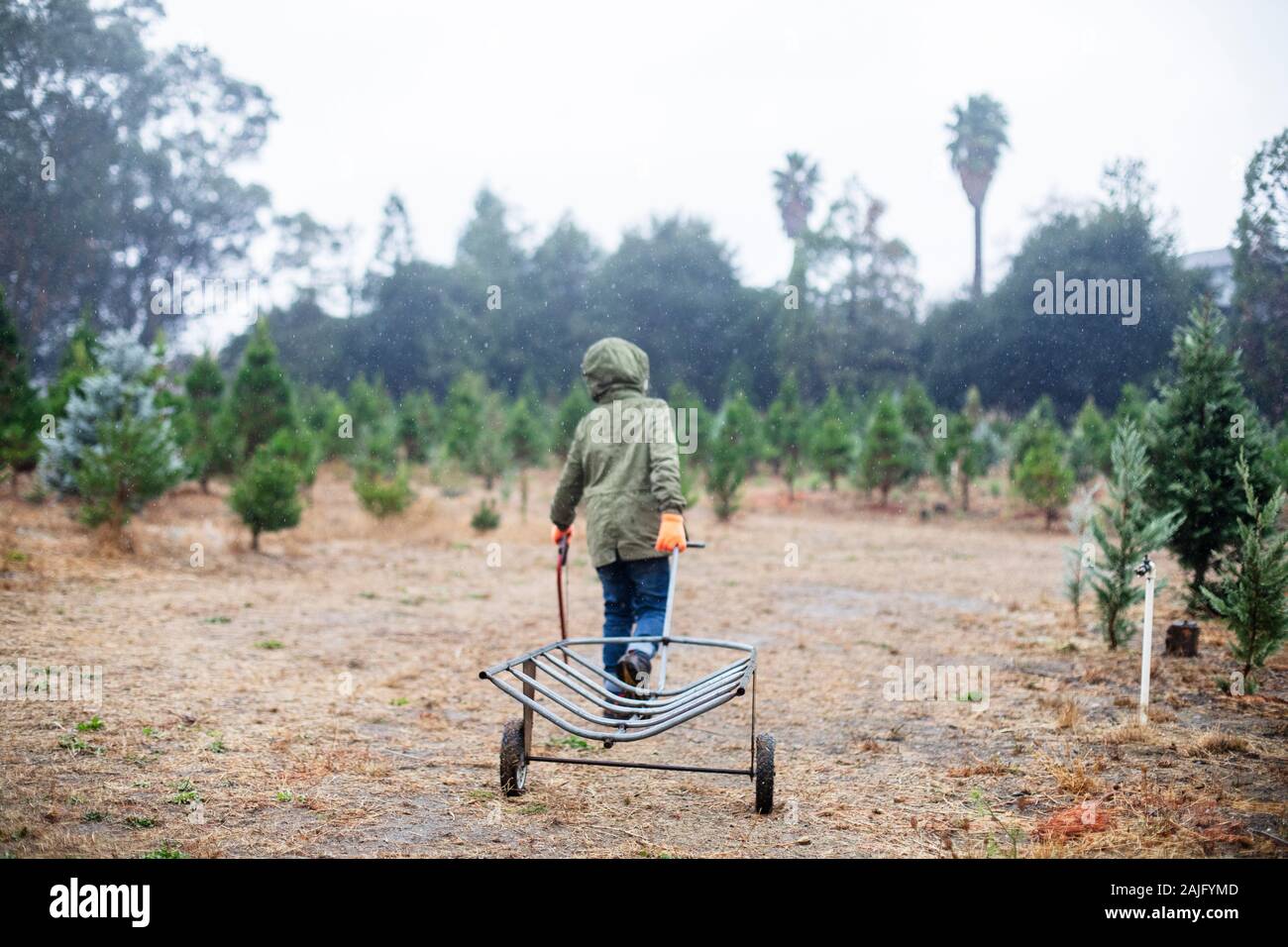 Selecting a tree hi-res stock photography and images - Alamy