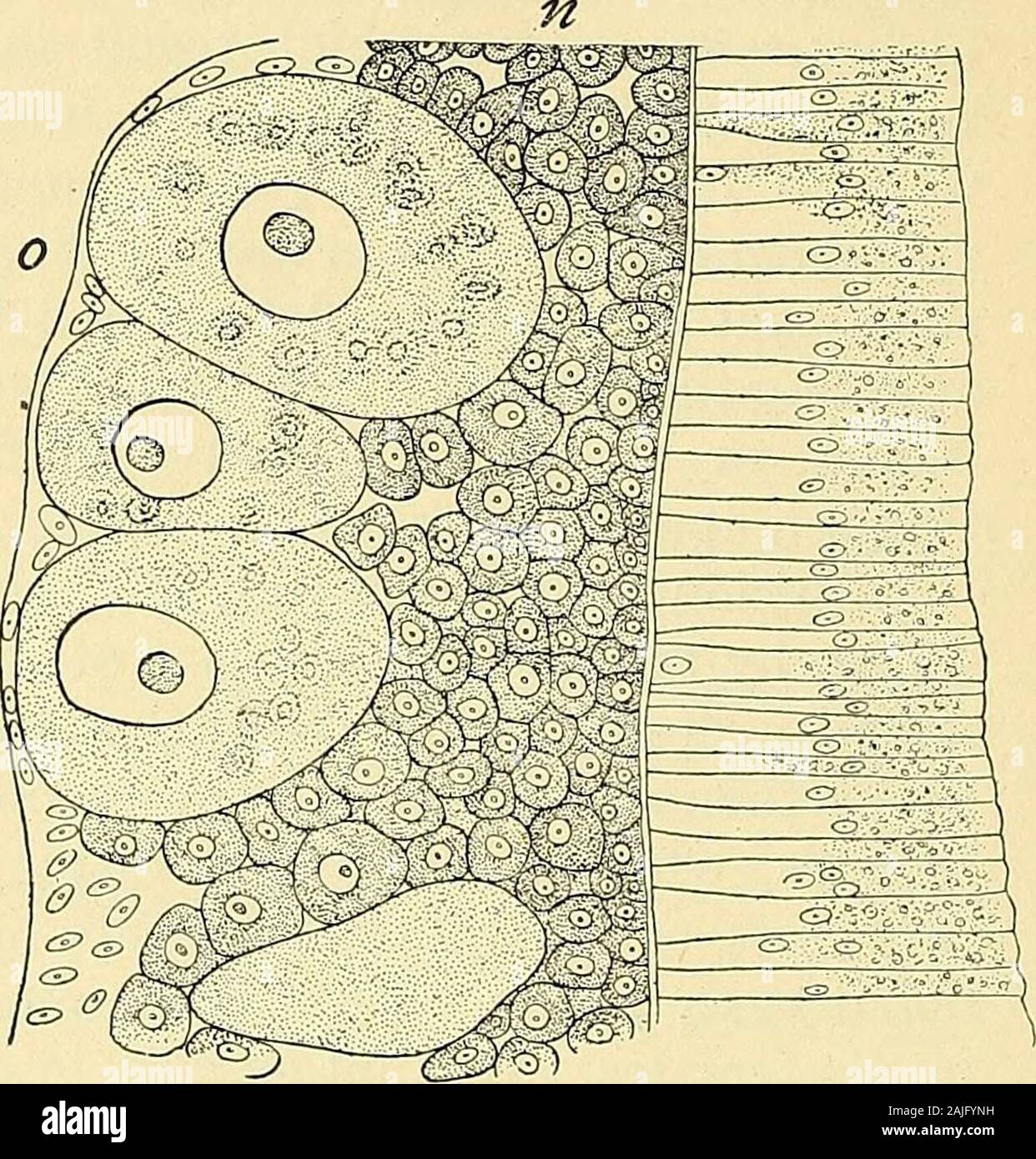 The cell in development and inheritance . Fig. 72. — Origin of the germ ...