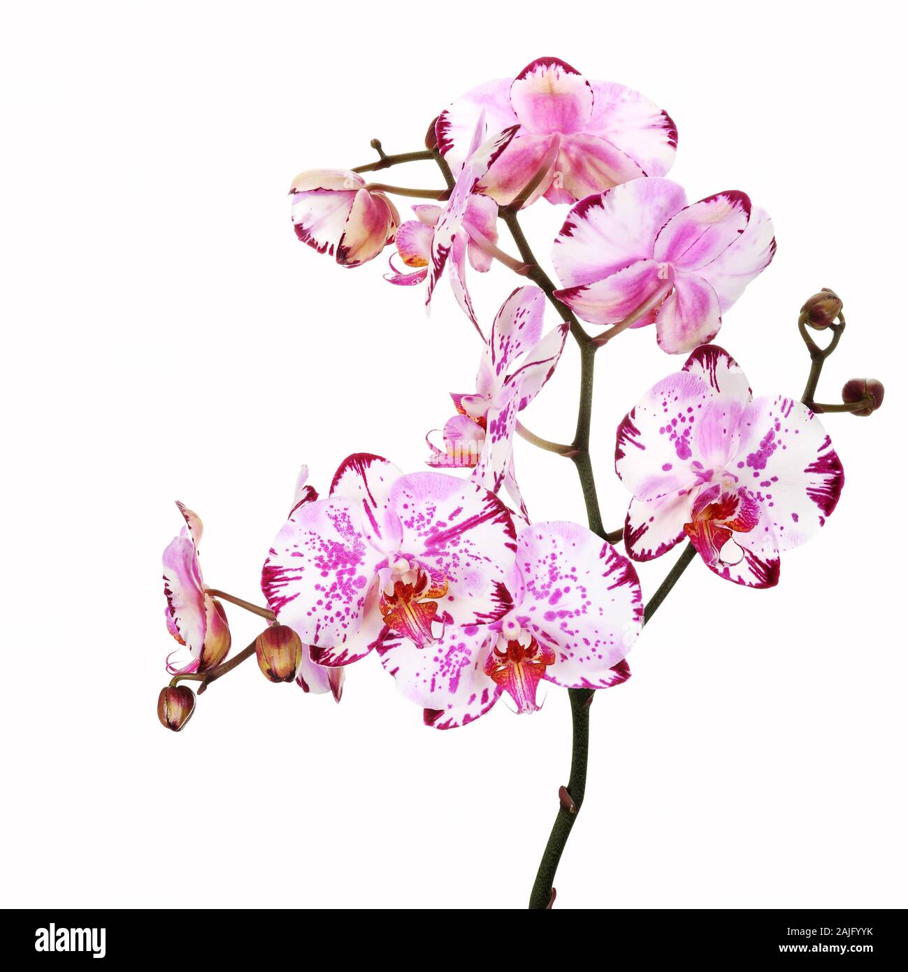 Orchid panicle with many flowers Stock Photo - Alamy
