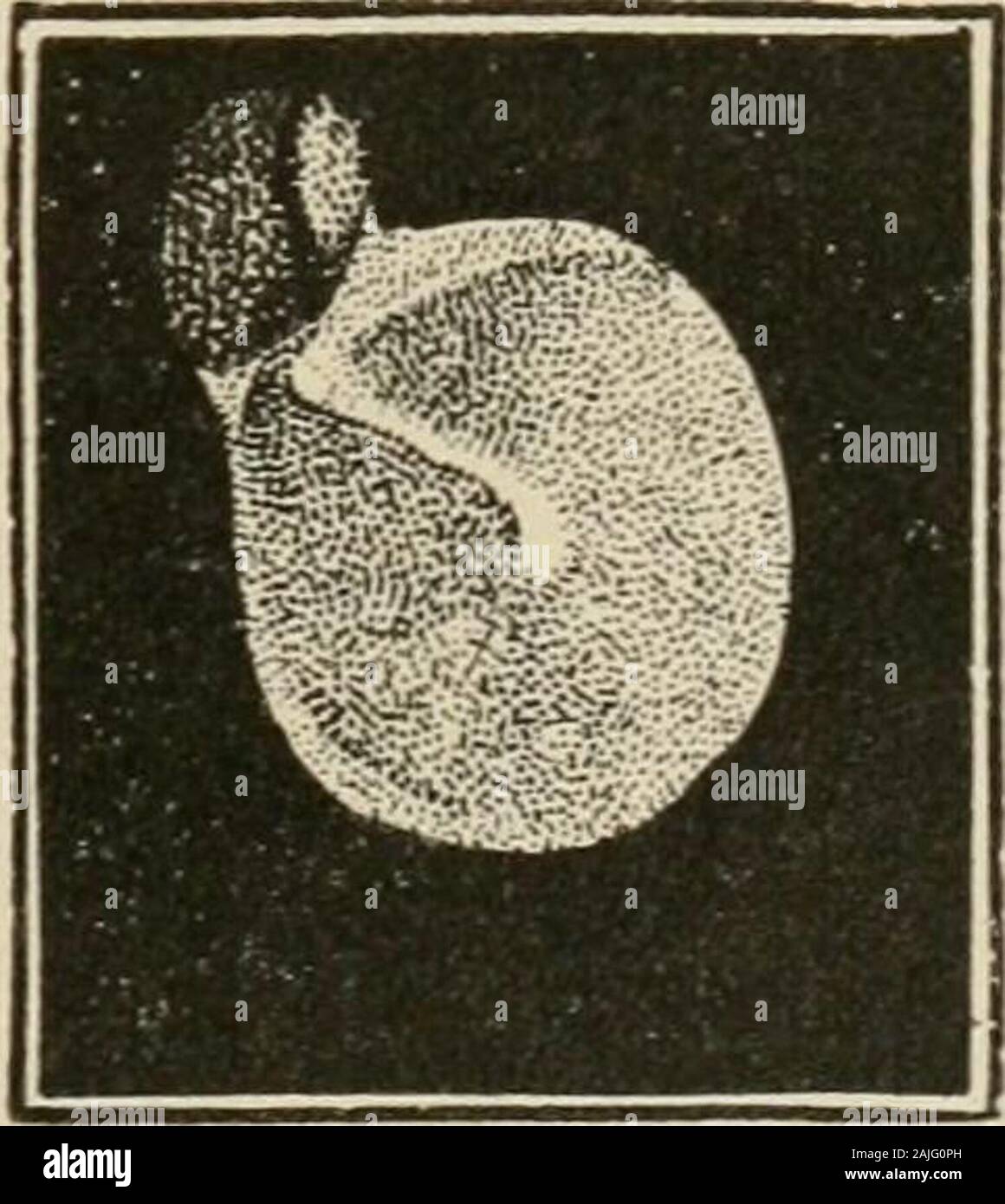 Transactions . Fig. Fig. S. NOTES ON THE SHRAPNELL PERFORATION. 623 ...