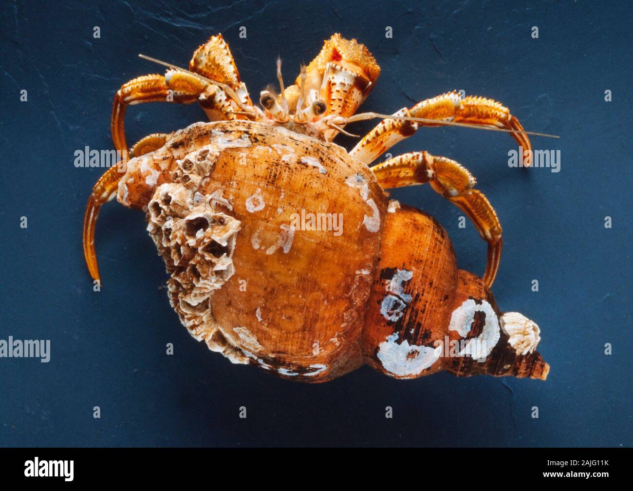 Crab in rockpool hi-res stock photography and images - Alamy