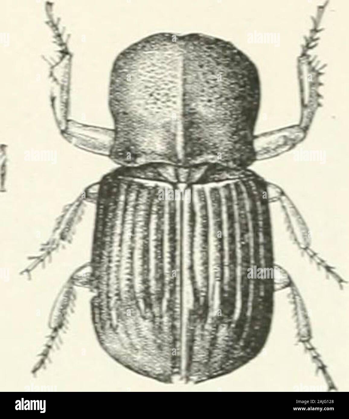 Prominent elytra hi-res stock photography and images - Alamy