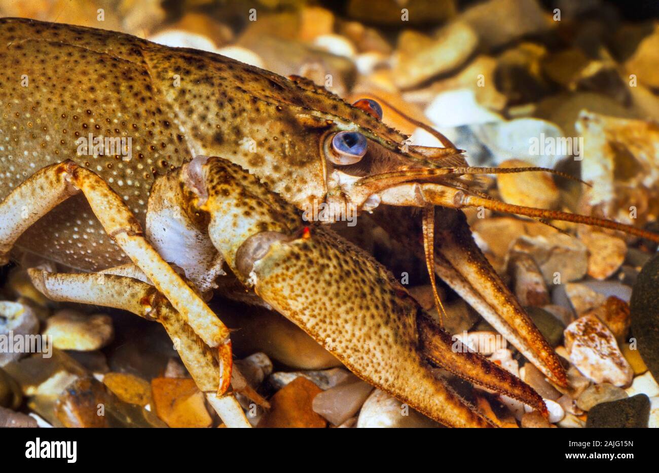 Turkish crayfish hi-res stock photography and images - Alamy