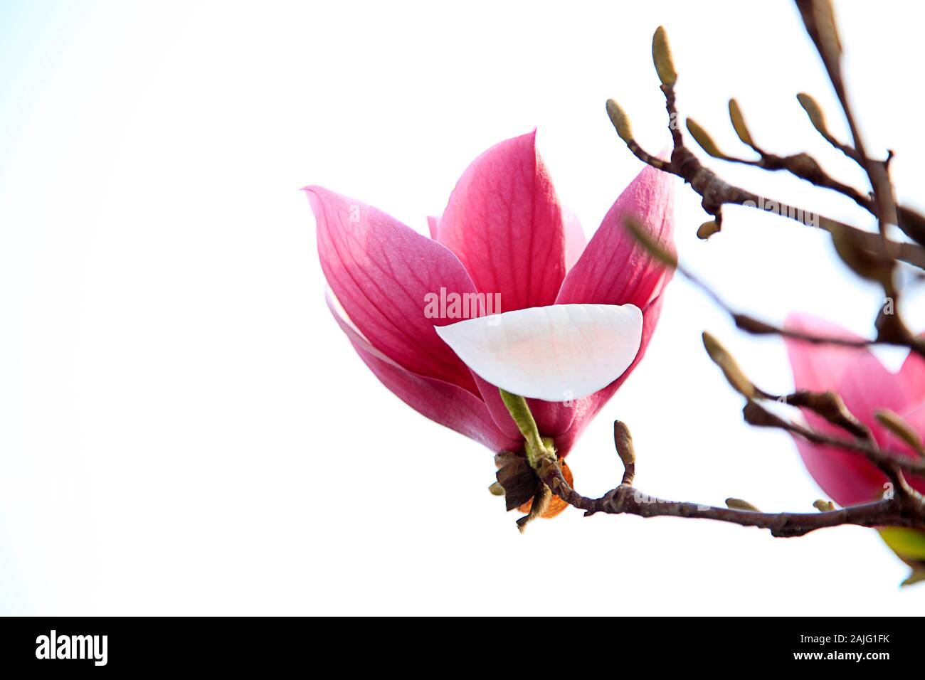 He yulan hi-res stock photography and images - Alamy