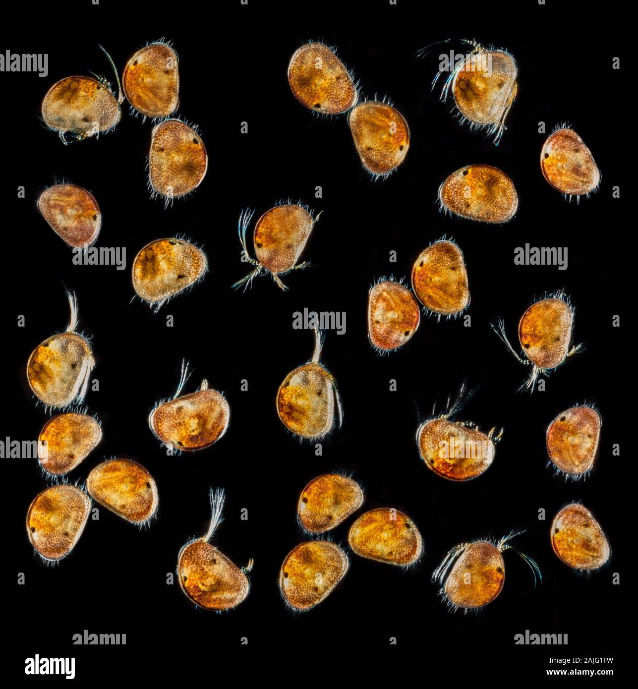 Freshwater ostracods, sometimes known as seed shrimp, darkfield ...