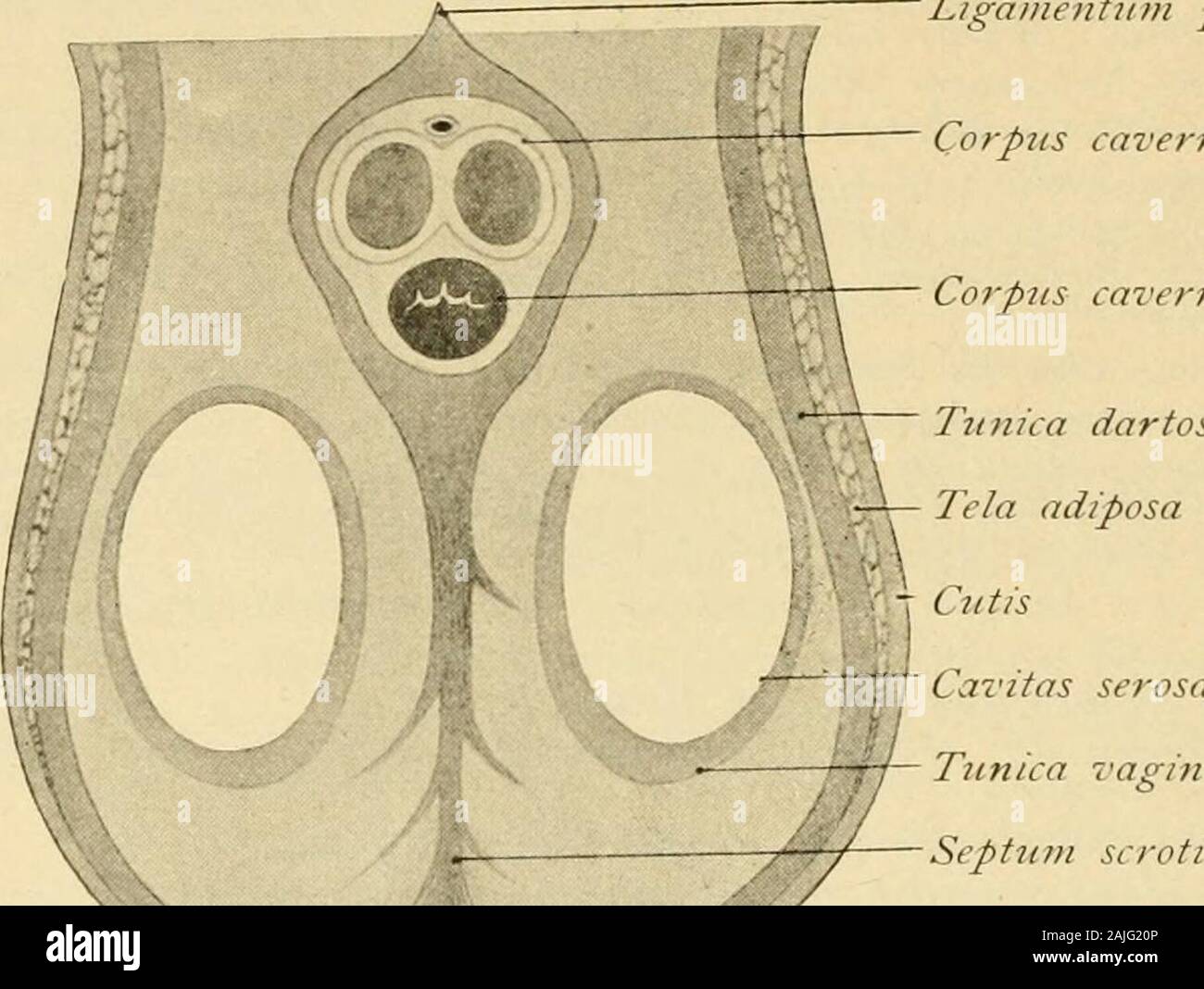 Hodensack hi-res stock photography and images - Alamy