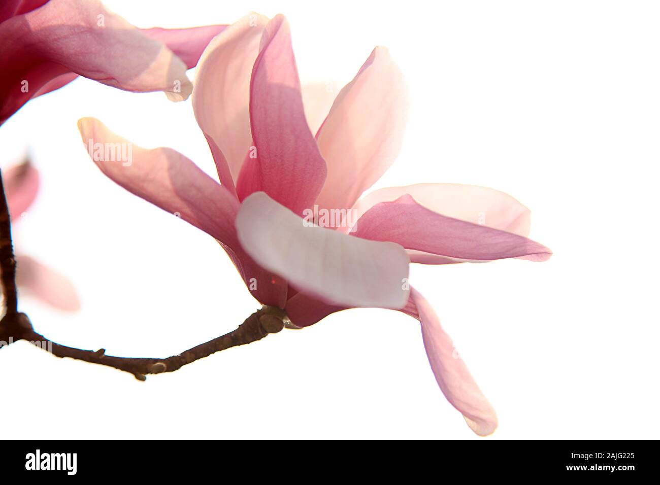 He yulan hi-res stock photography and images - Alamy