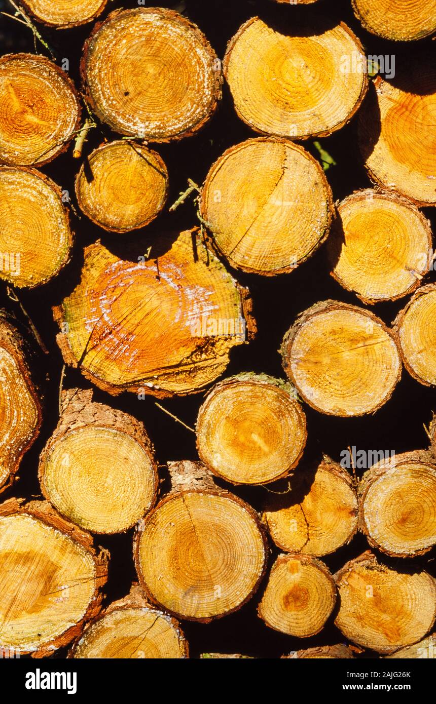 Pine tree logs, freshly cut showing growth rings Stock Photo - Alamy