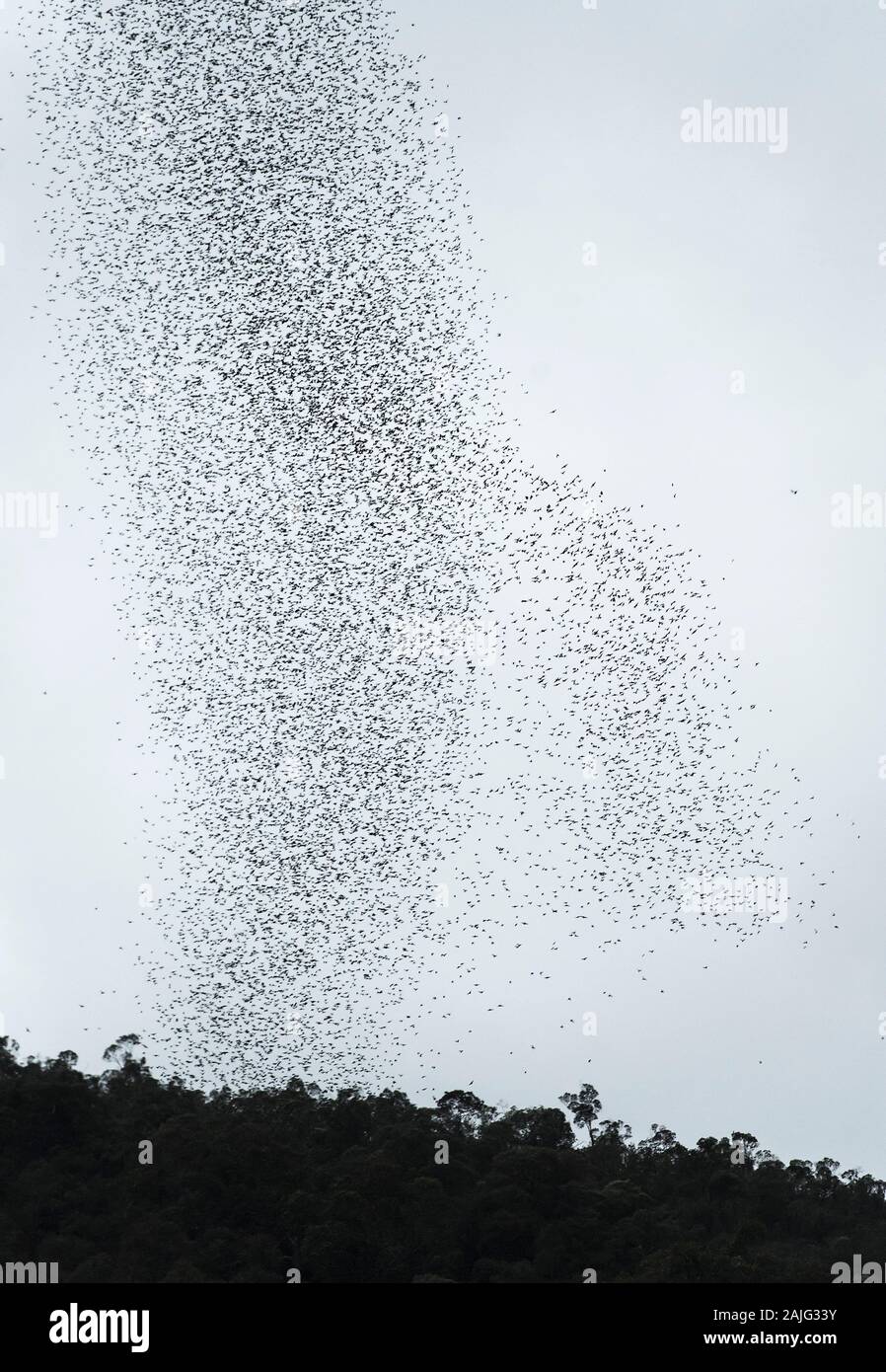 Millions of bats swarming out from the Deer Cave to head to their ...