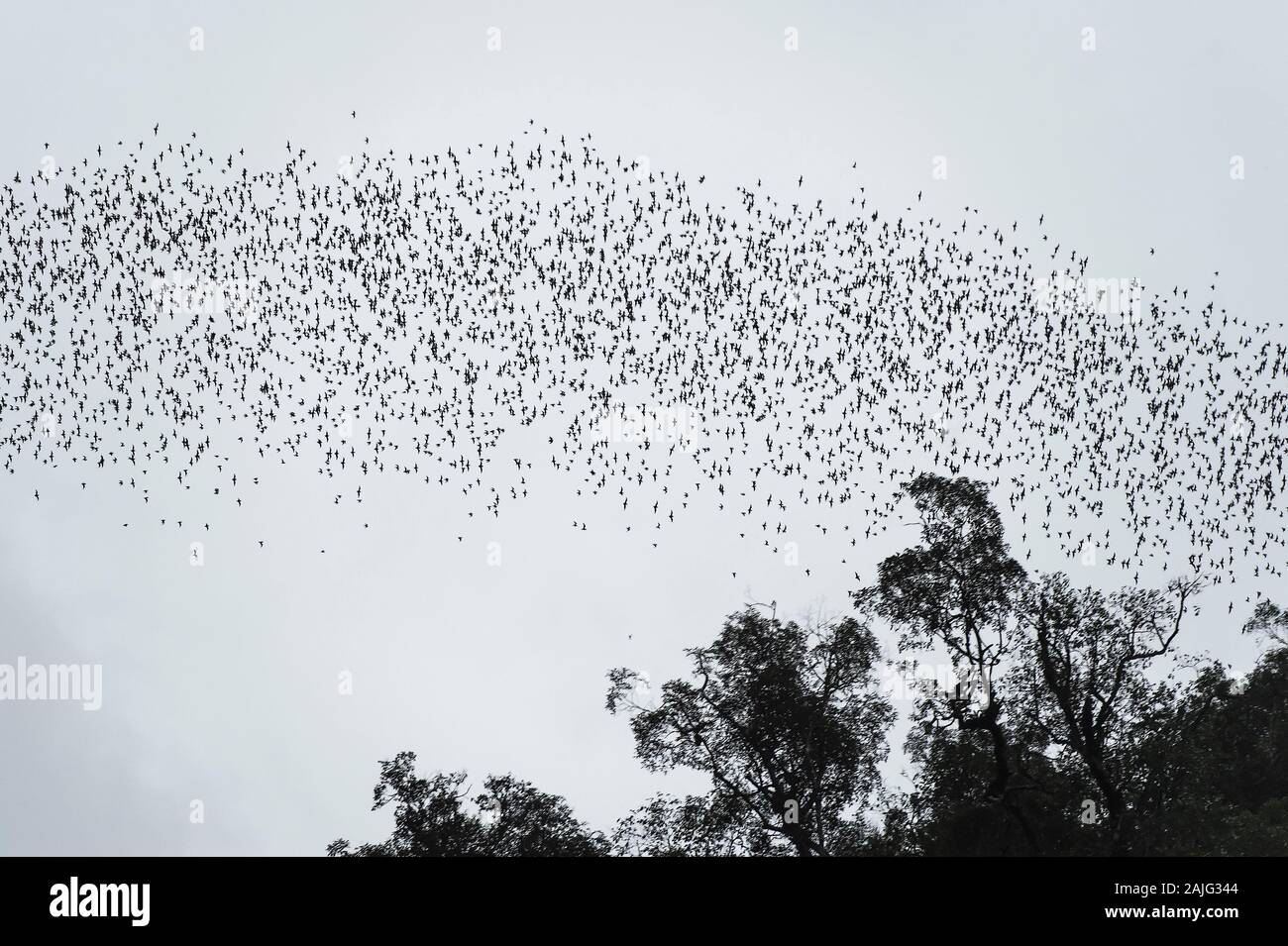 Millions of bats swarming out from the Deer Cave to head to their ...