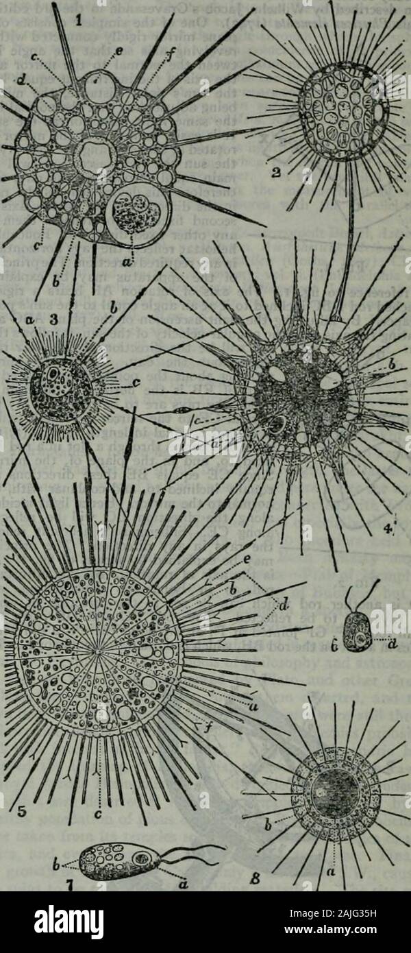 Ectoplasm Stock Photos & Ectoplasm Stock Images - Alamy