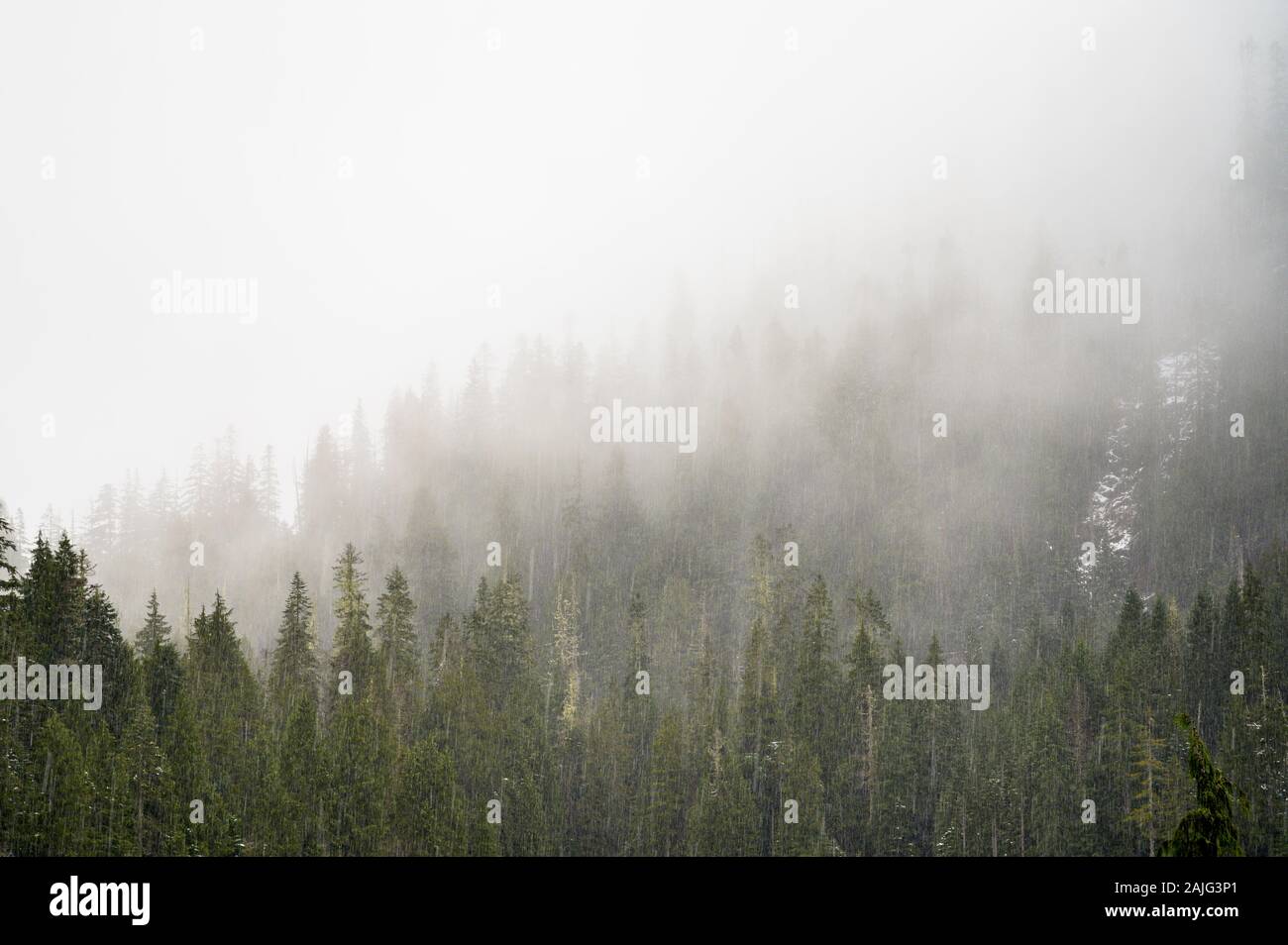 Foggy Mountain Trees With Snow Falling Stock Photo - Alamy