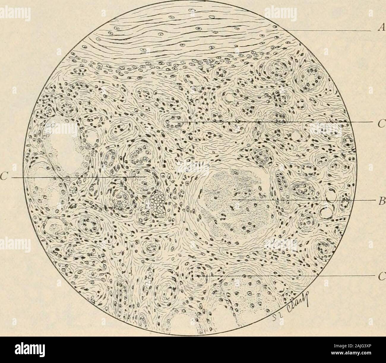 Manual of pathology : including bacteriology, the technic of ...