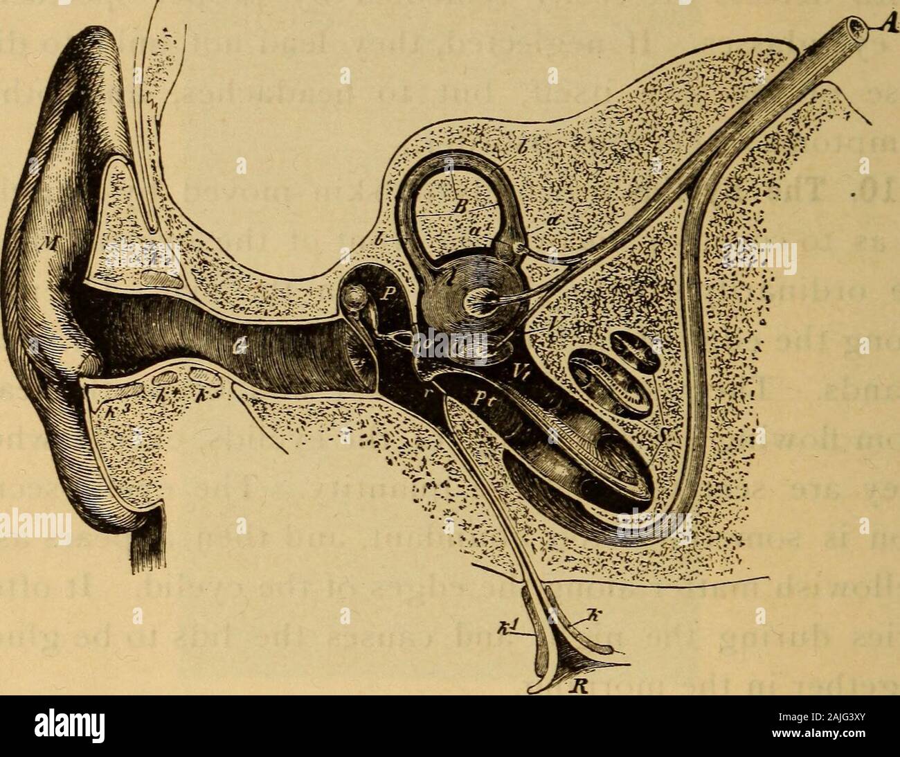Lachrymal glands hi-res stock photography and images - Alamy