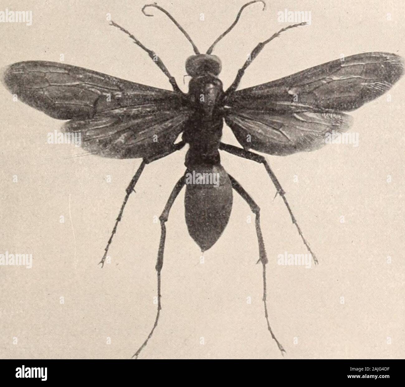 Ferocious insects hi-res stock photography and images - Alamy