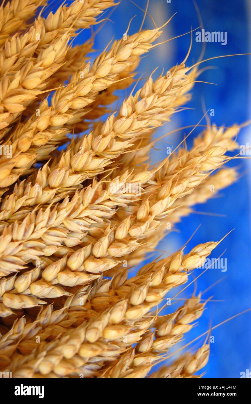 close up of a plant of wheat Stock Photo - Alamy