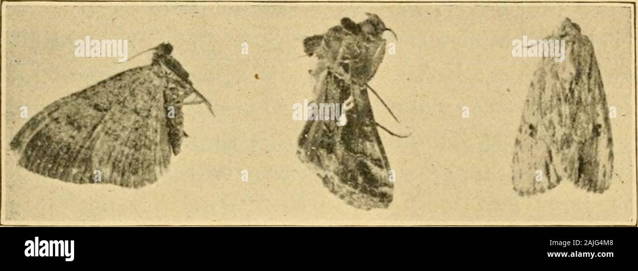 Double line moth hi-res stock photography and images - Alamy