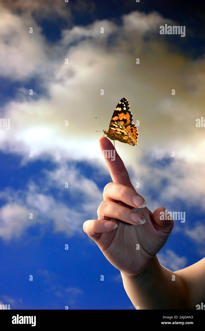 female hand with a monarch butterfly resting on the finger Stock Photo ...
