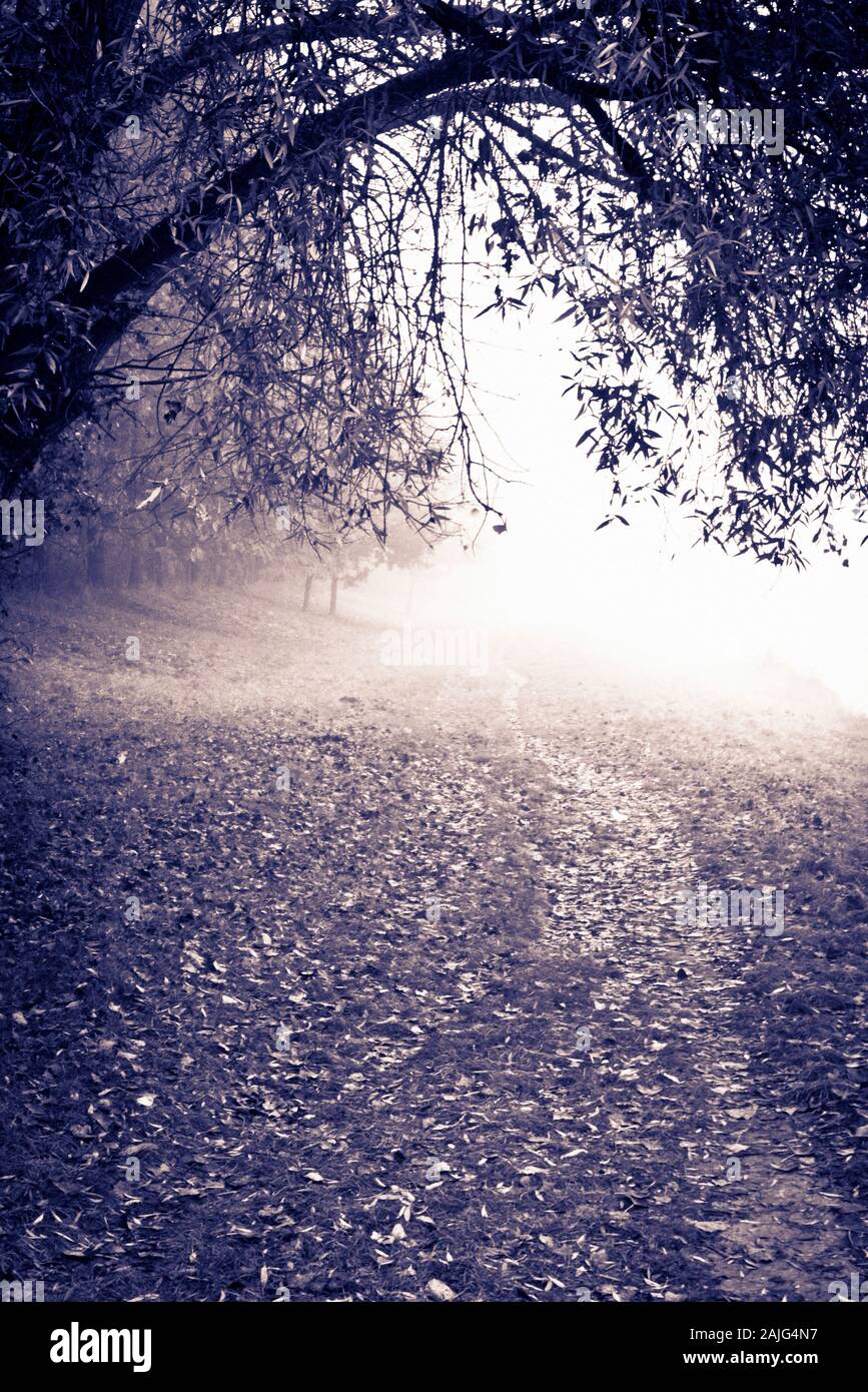 path in nature with trees and fog Stock Photo - Alamy
