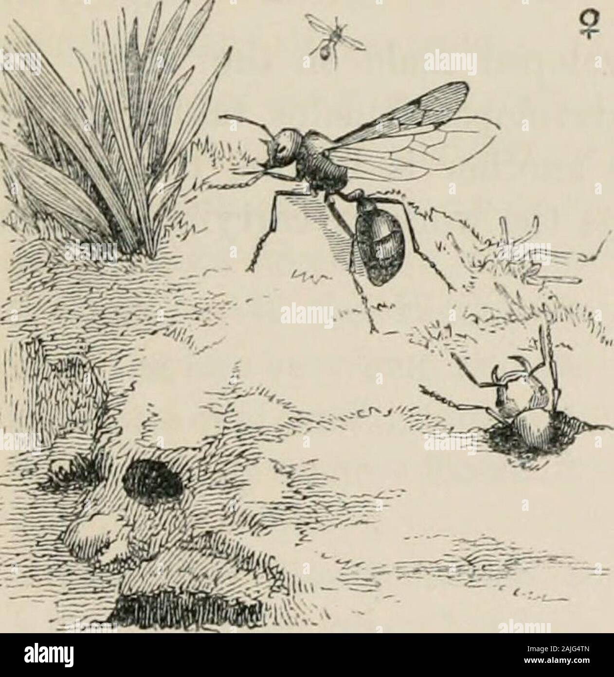 Rainy season insects hi-res stock photography and images - Alamy