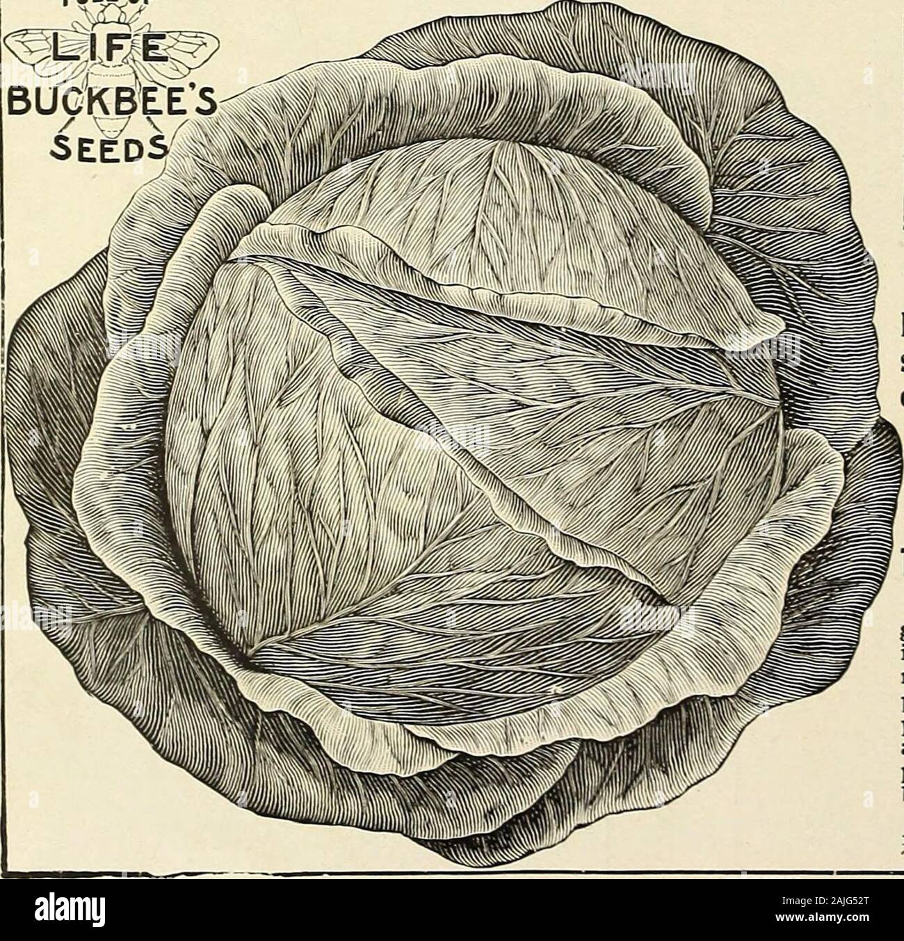 H.W Buckbee seed and plant guide : 1905 . Llb.§1.60;lb.§3.00 Buckbees ...