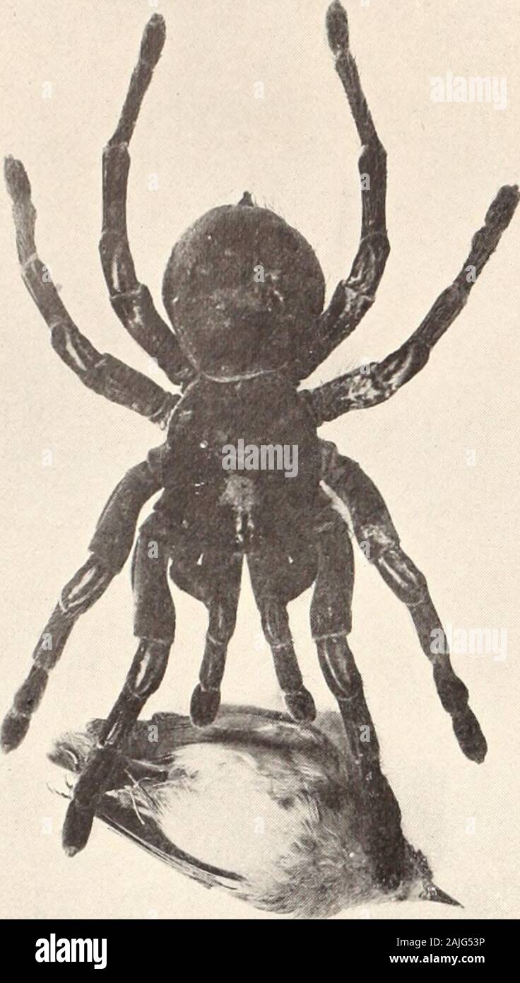 Half Human Half Scorpion