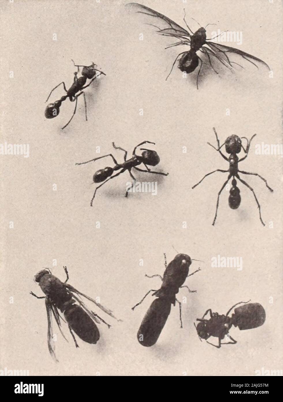 Driver ant hi-res stock photography and images - Alamy