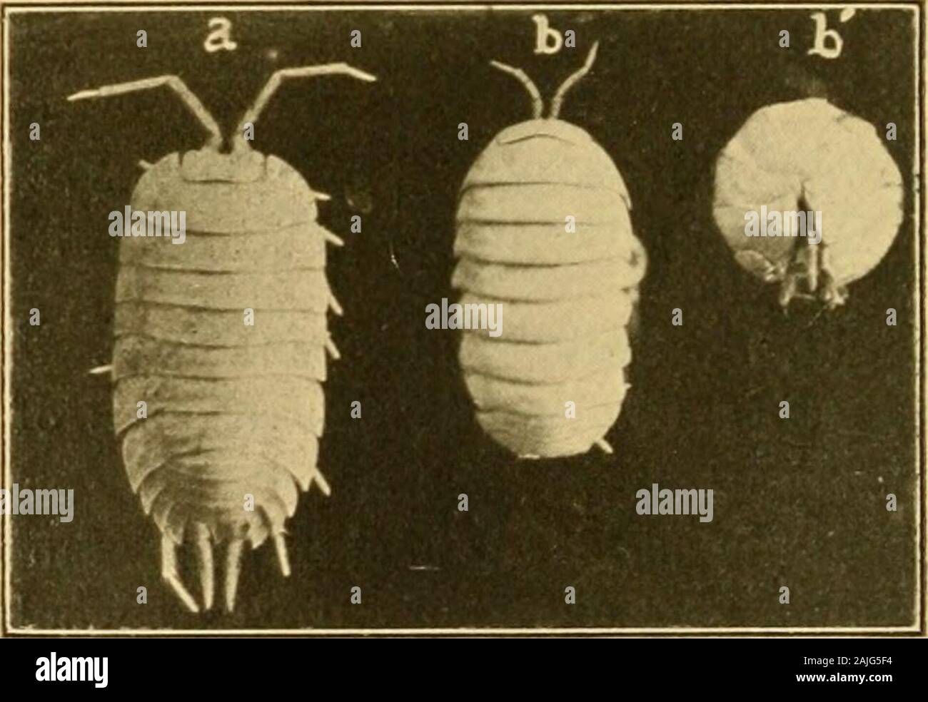 Terrestrial isopod hi-res stock photography and images - Alamy