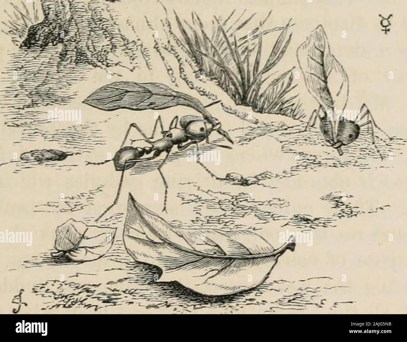 Two snakes attack hi-res stock photography and images - Alamy