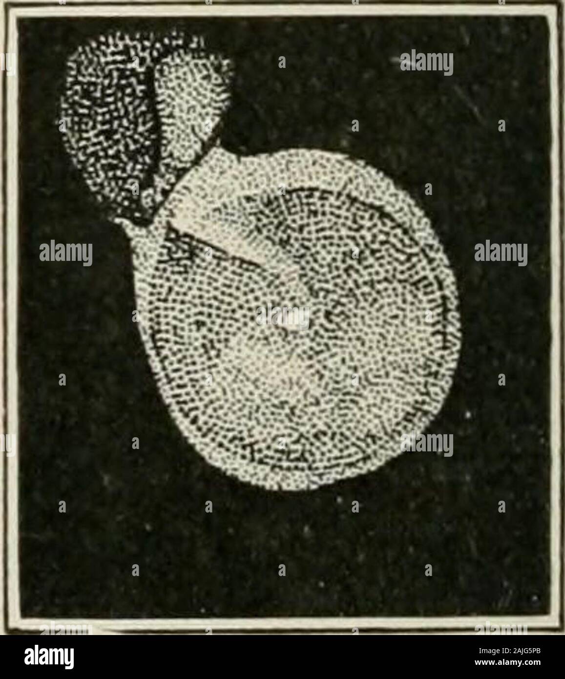 Shrapnells hi-res stock photography and images - Alamy